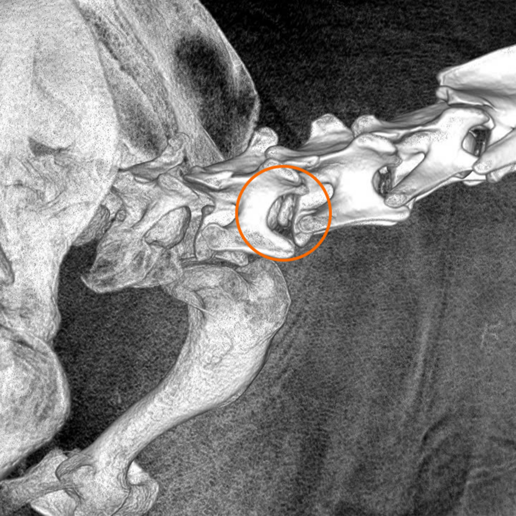 Thoát vị đĩa đệm C4 C5 ở chó | Chẩn đoán & Điều trị hiệu quả